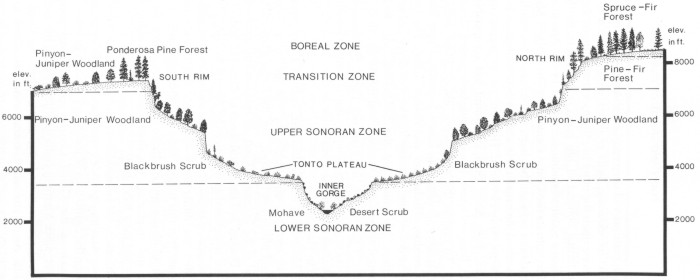 Habitats of the Grand Canyon